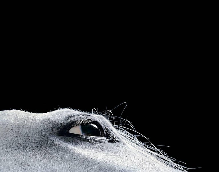 Tim Flach - Horse Croc - Tim Flach, Contemporary British Art, Animal ...
