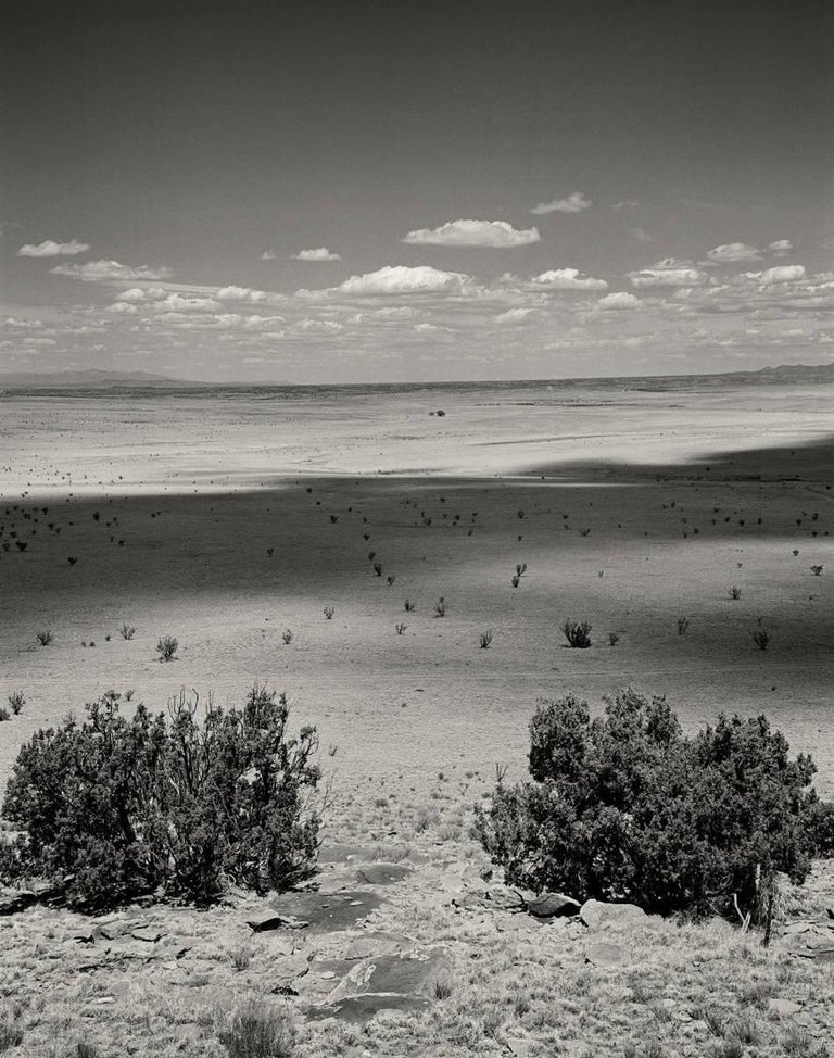 Ray Belcher - Juniper, Cholla, Cottonwood For Sale at 1stDibs