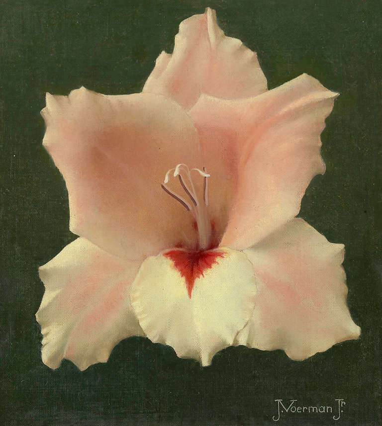 Jan Voerman Jr. - Gladiola (Peach, Yellow, and Red), ca. 1910s For Sale ...