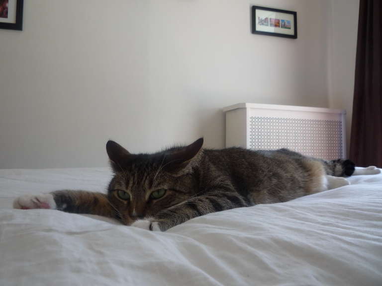 Pablo Picasso - Cat stretch For Sale at 1stDibs