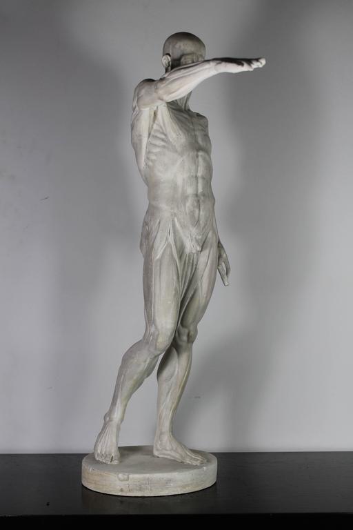 Ecorche in Stucco from the 1950s For Sale at 1stDibs