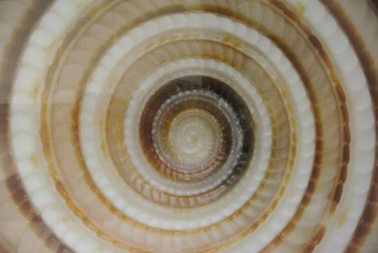 Sepia Shell Photograph by Ben Wood For Sale at 1stDibs