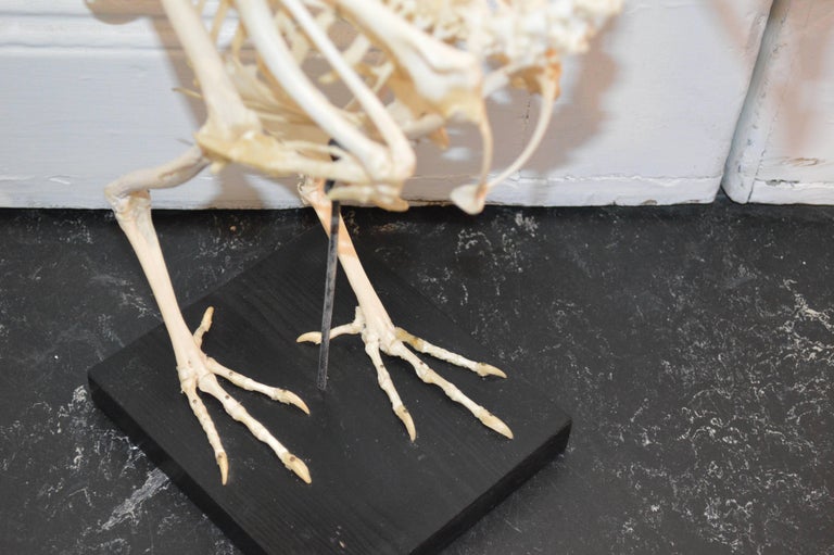 Early 20th Century Rooster Skeleton at 1stDibs