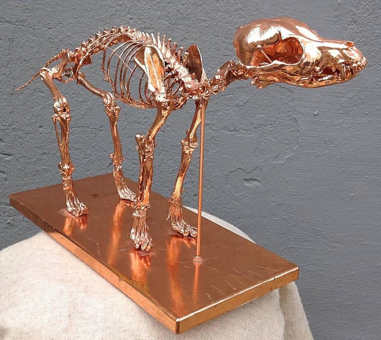 Copper-Plated Dog Skeleton at 1stDibs