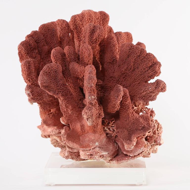 Vintage Natural Red Coral Specimen Mounted on Lucite Stand at 1stDibs