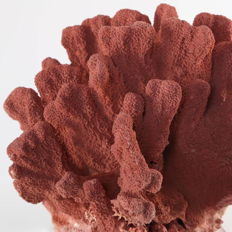 Vintage Natural Red Coral Specimen Mounted on Lucite Stand at 1stDibs