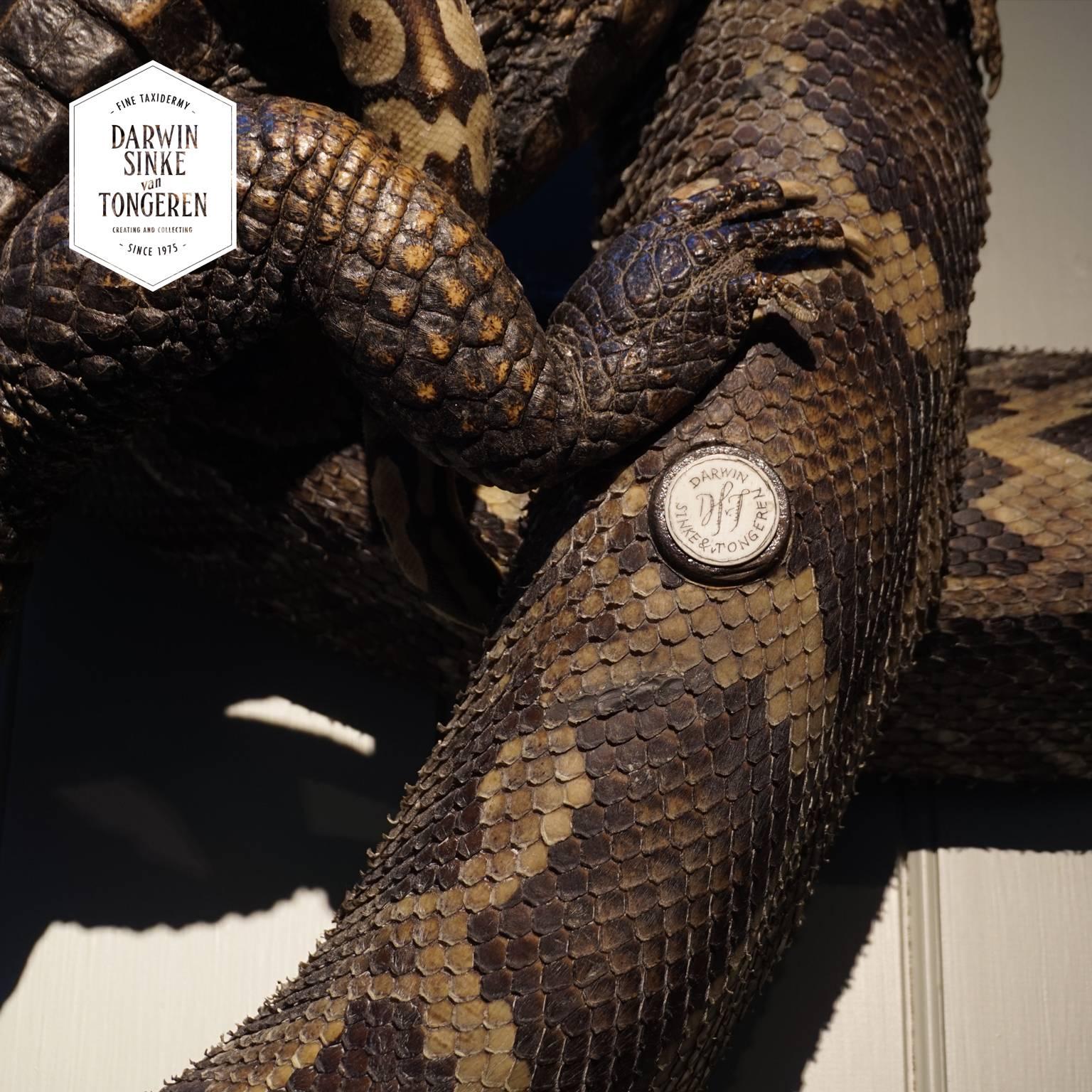 Massive Ornament of a Two Pythons and a Caiman by Sinke and Van ...