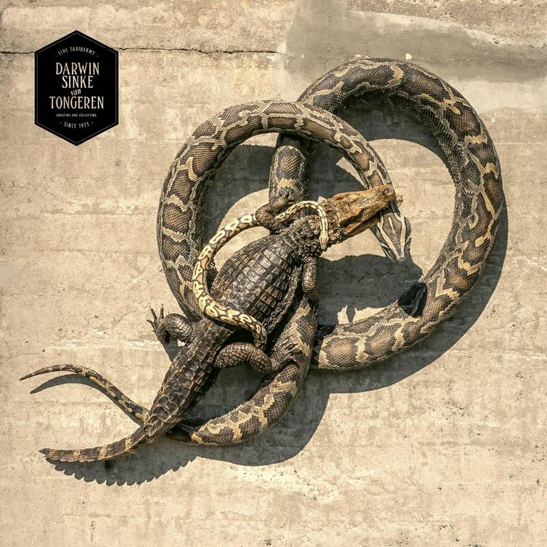 Massive Ornament of a Two Pythons and a Caiman by Sinke and Van ...