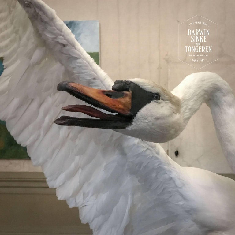 Asselijn's Threatened Swan from Exhibition TIER at MOA by Sinke and Van ...