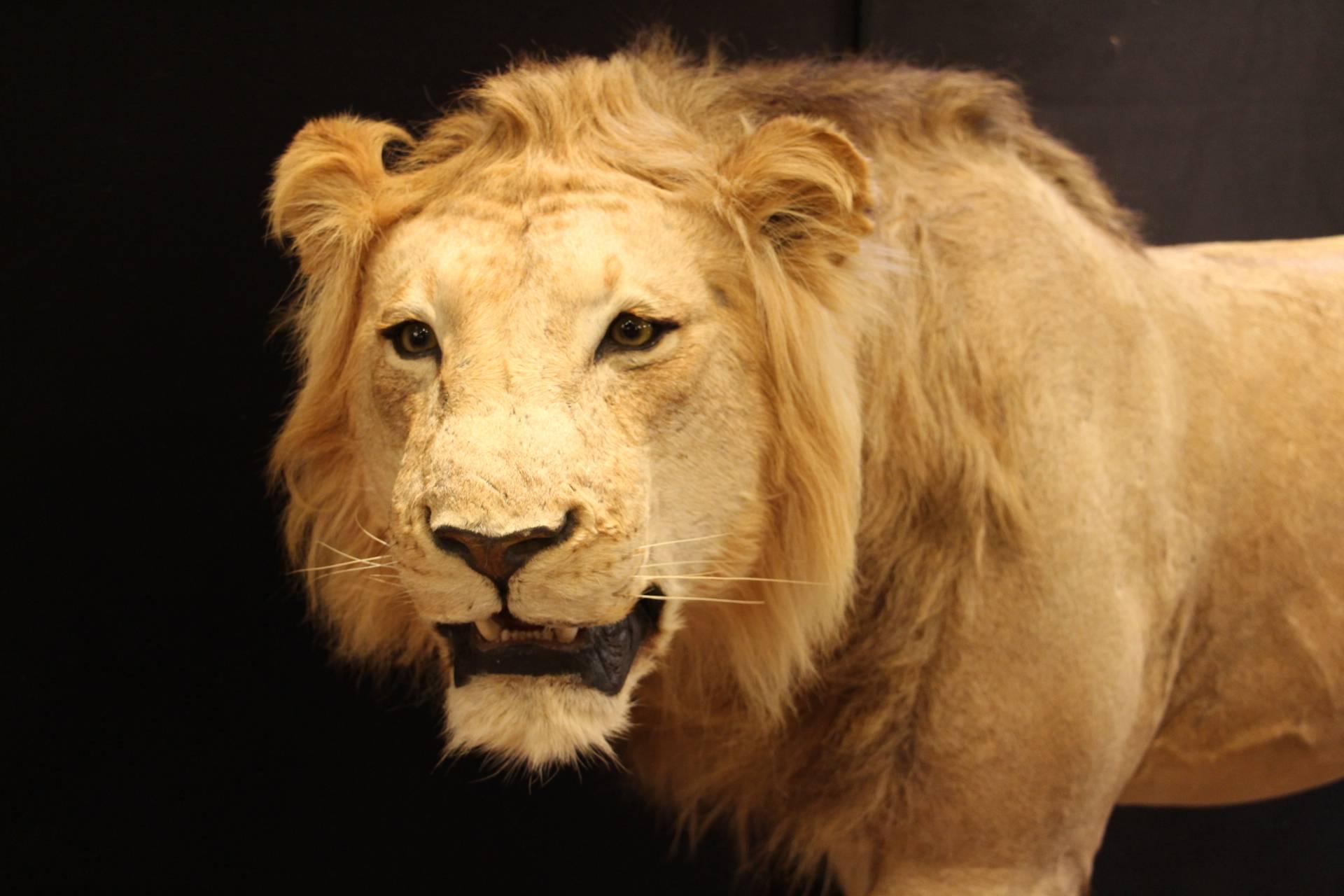 Taxidermy Lion, Full Body Mount at 1stDibs | full body lion taxidermy ...