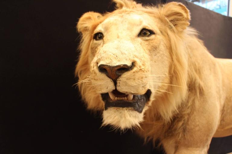 Taxidermy Lion, Full Body Mount at 1stDibs
