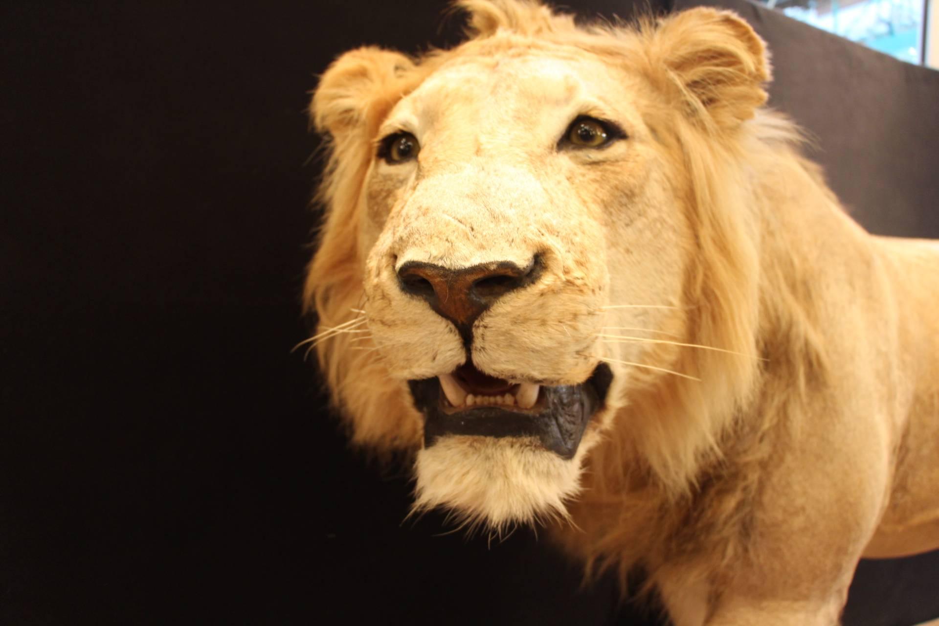 Taxidermy Lion, Full Body Mount at 1stDibs | full body lion taxidermy ...