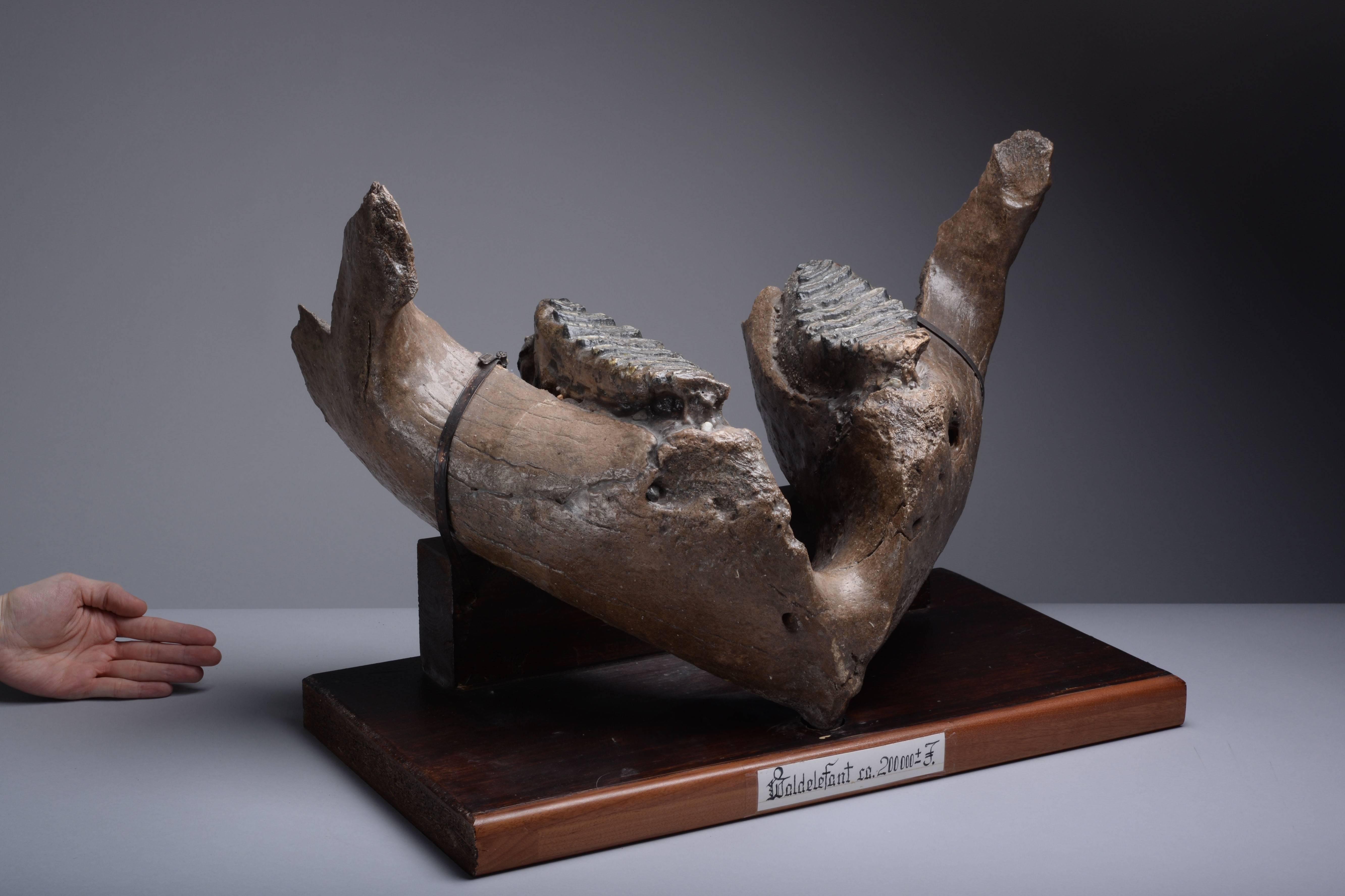 Lower Jaw of a Straight Tusked Elephant at 1stDibs