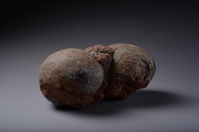 Prehistoric Fossilized Hadrosaur Dinosaur Egg Nest Fossil, Cretaceous ...