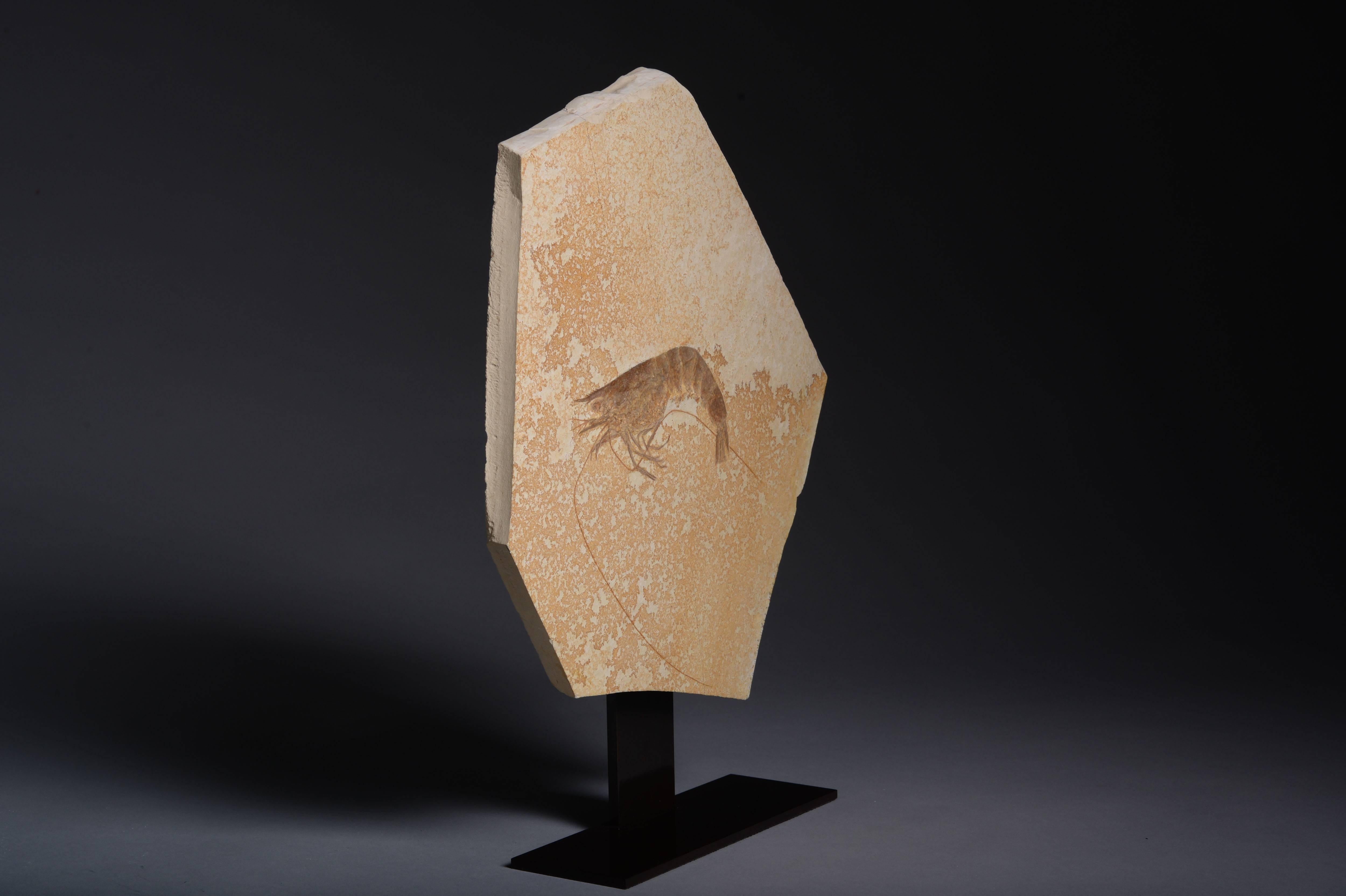 Jurassic Shrimp Crustacean Fossil at 1stDibs