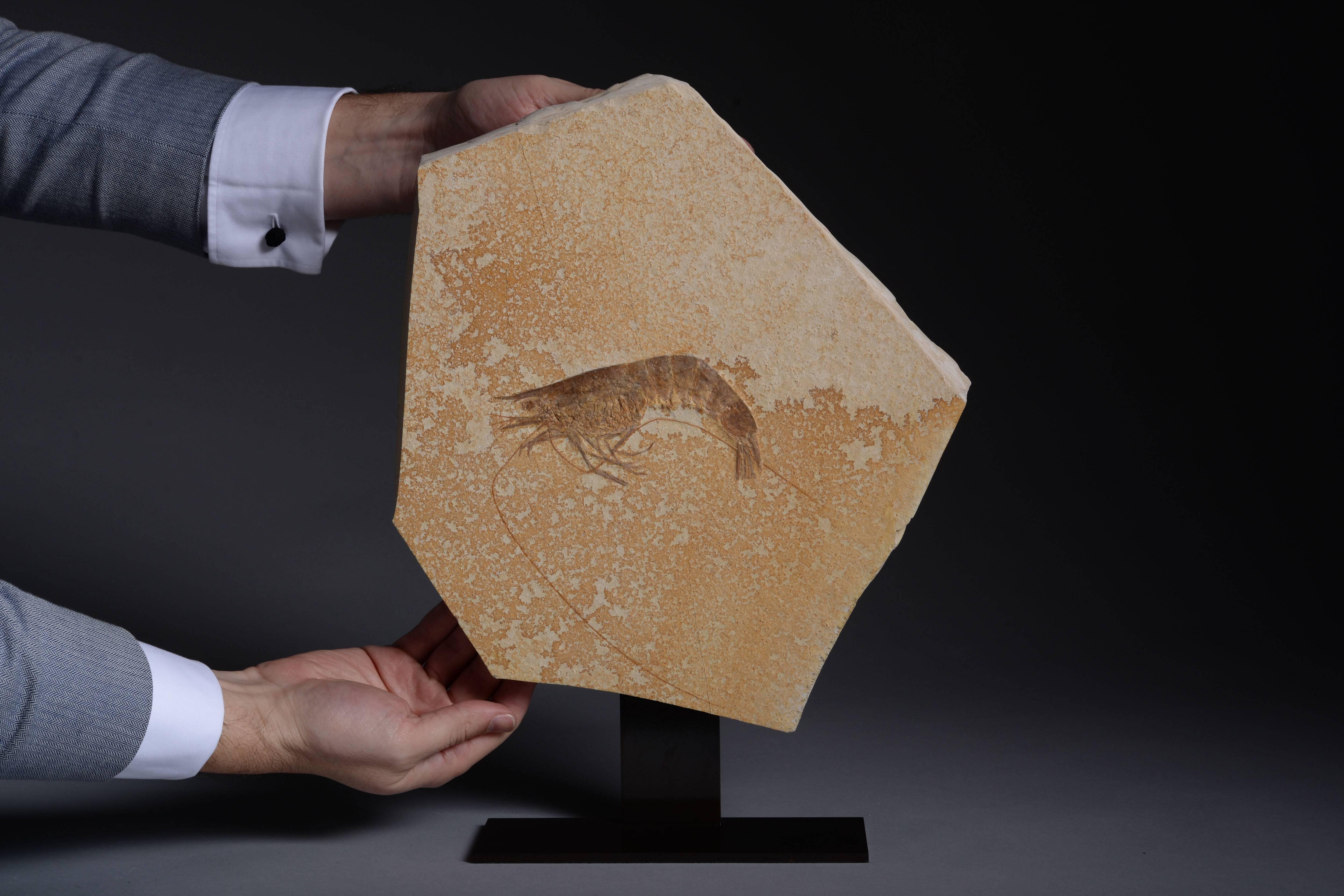 Jurassic Shrimp Crustacean Fossil at 1stDibs