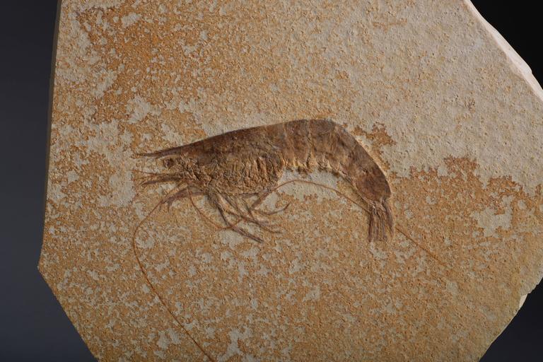 Jurassic Shrimp Crustacean Fossil at 1stDibs