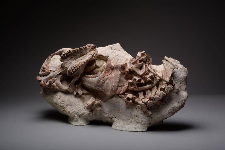 Large Fossil Oreodont Group from South Dakota For Sale at 1stDibs ...