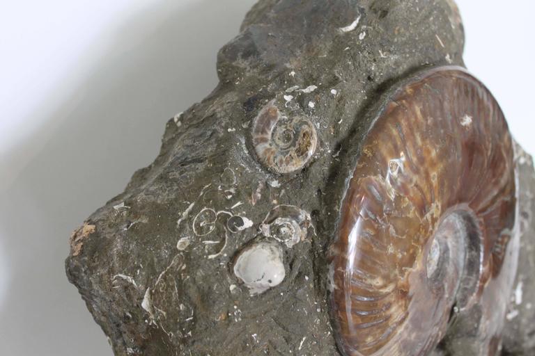 Ammonite Fossil Matrix For Sale at 1stDibs