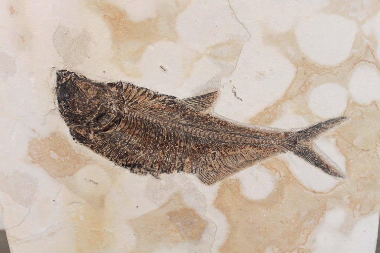 Diplomystus Dentaus Fish Fossil Plate from the Green River Formation at ...