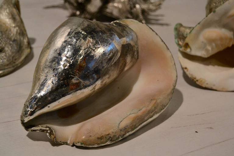 Set of Eight Silvered Sea Shells by Buccellati at 1stDibs