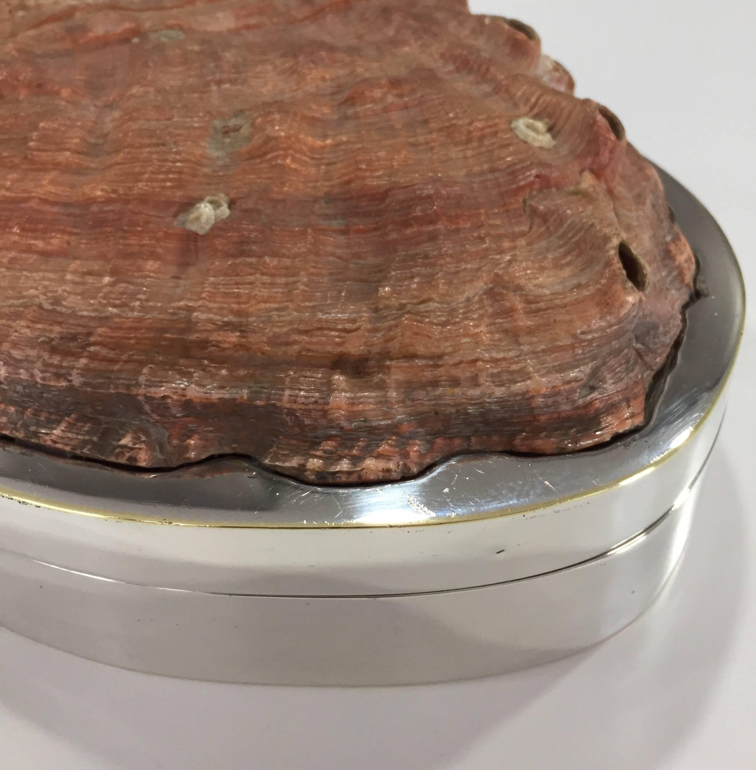 Large, 1970s Box with Top Shell at 1stDibs