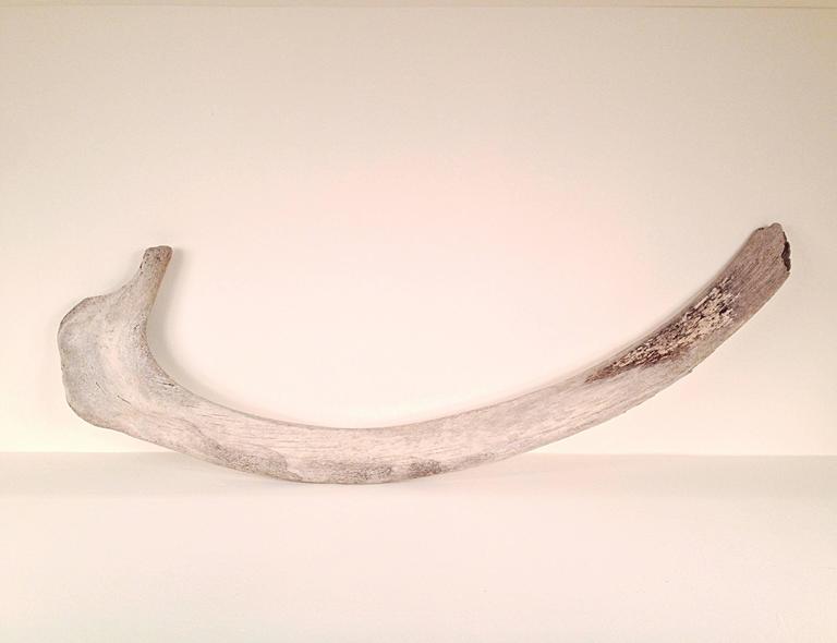 Large 19th Century Whale Rib Bone For Sale at 1stDibs