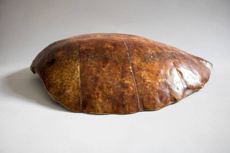 Vintage Turtle Shell Taxidermy at 1stDibs