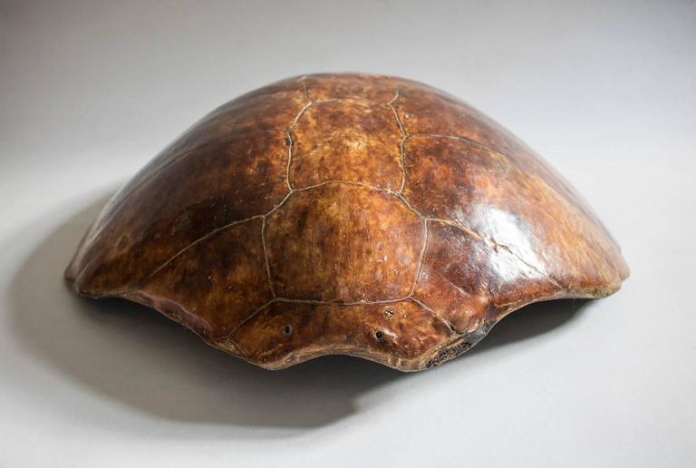 Vintage Turtle Shell Taxidermy at 1stDibs