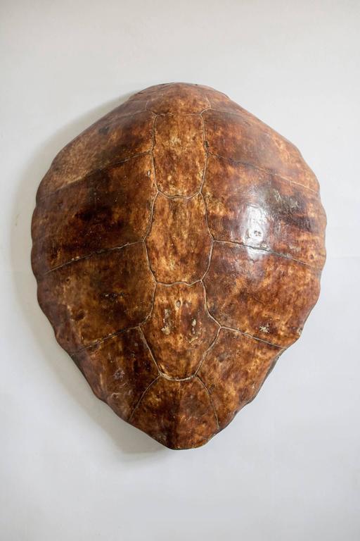 Vintage Turtle Shell Taxidermy at 1stDibs