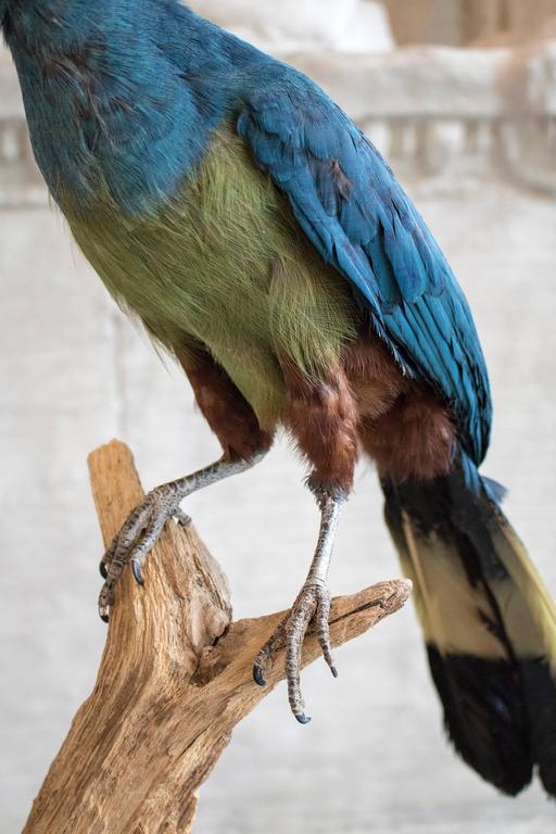 Taxidermy Blue Taraco For Sale at 1stdibs