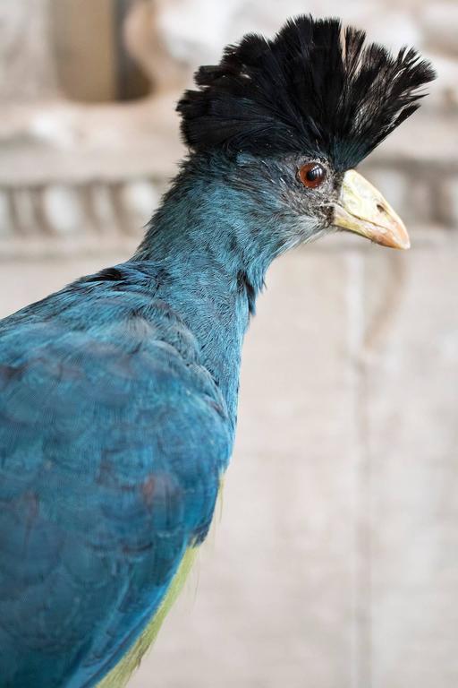 Taxidermy Blue Taraco For Sale at 1stdibs