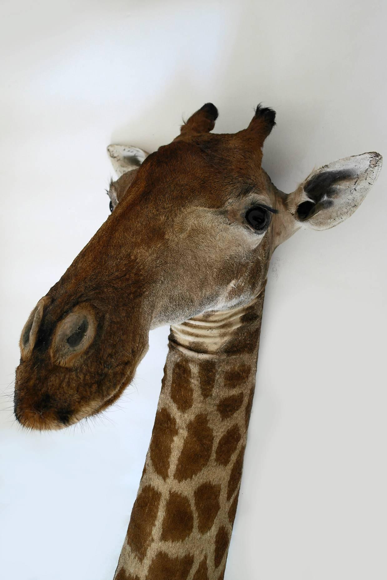 Taxidermy Giraffe Bust Mount at 1stDibs