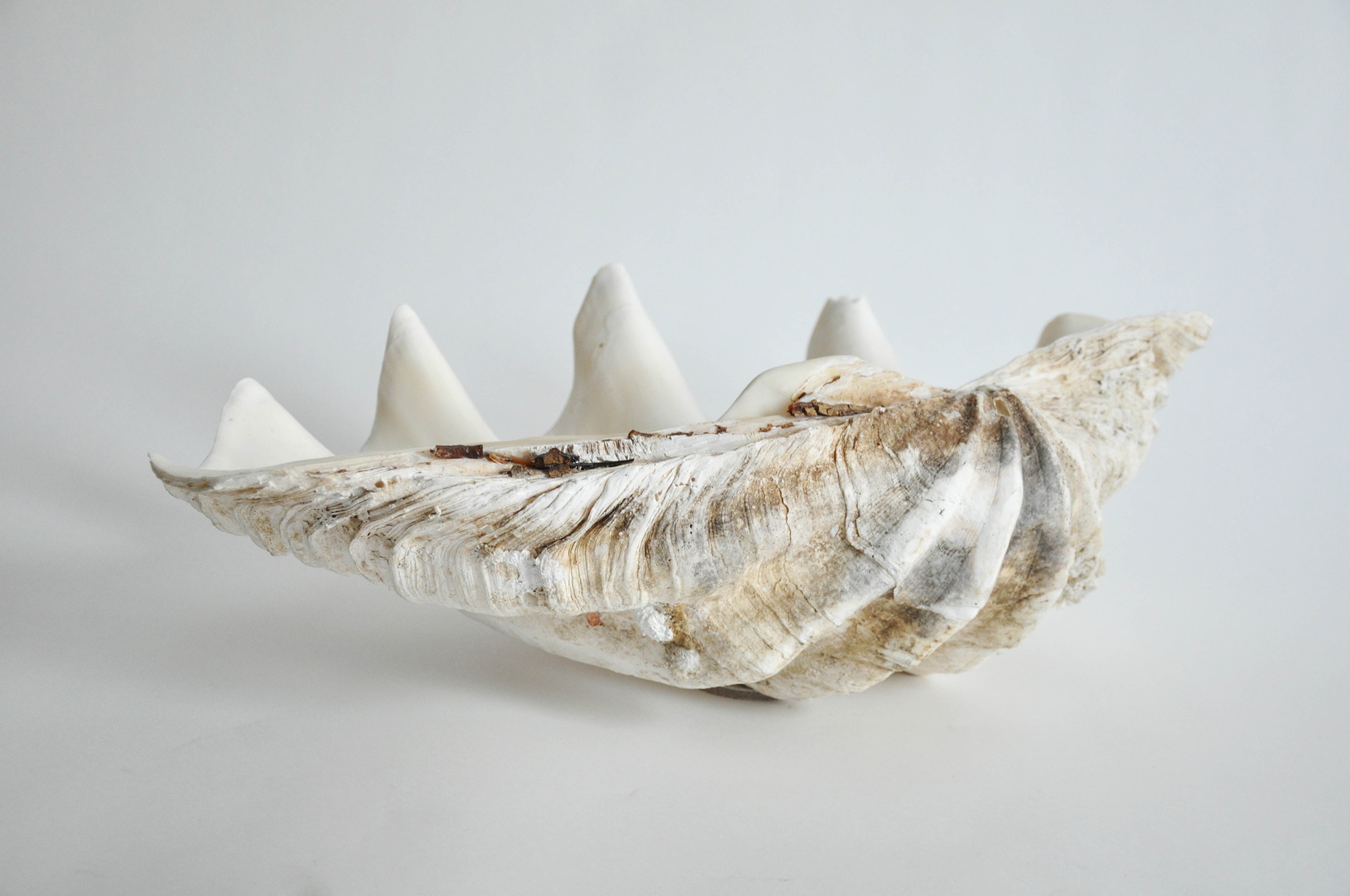 Large Natural Clam Shell For Sale at 1stDibs