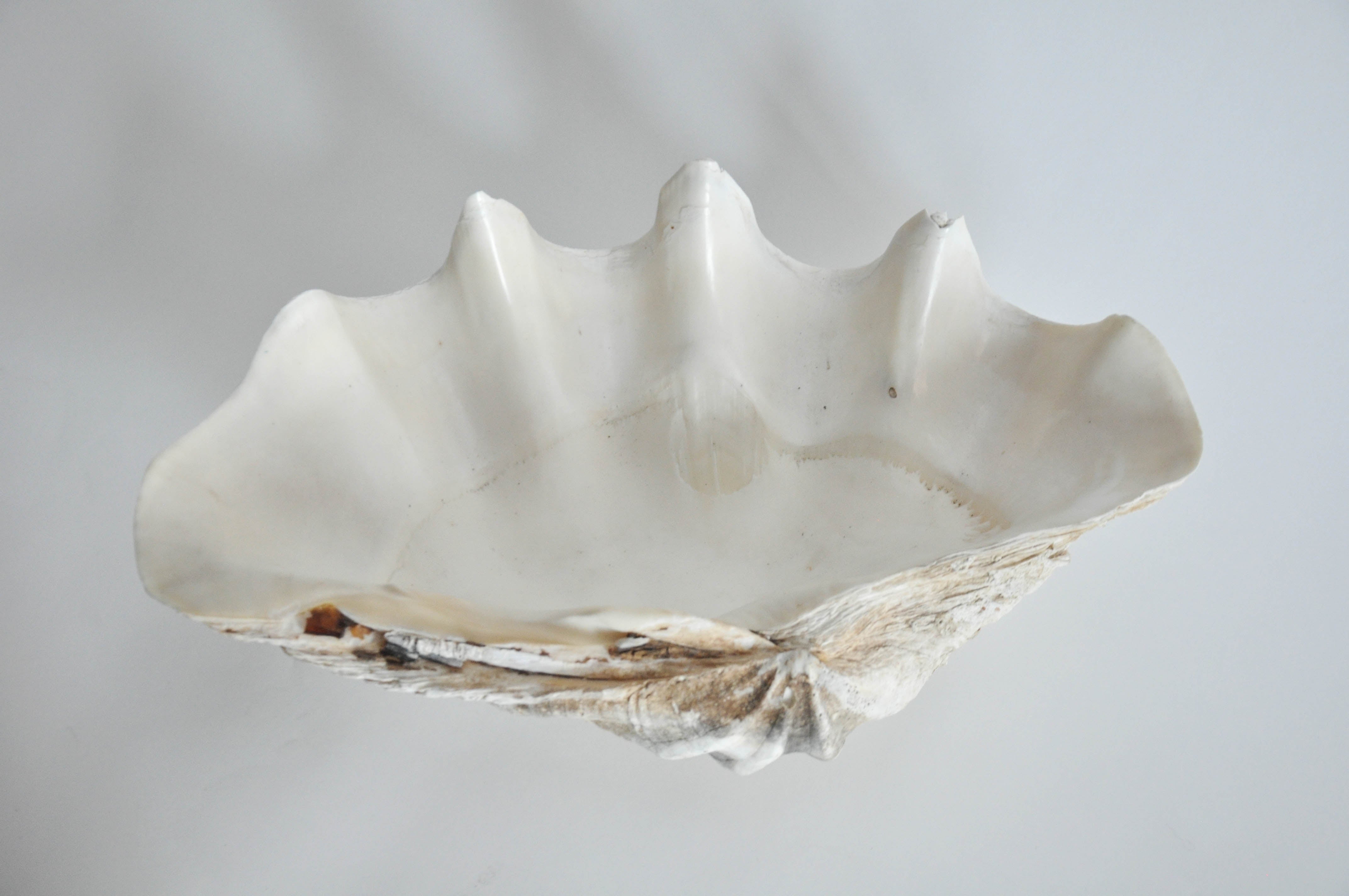 Large Natural Clam Shell For Sale at 1stDibs