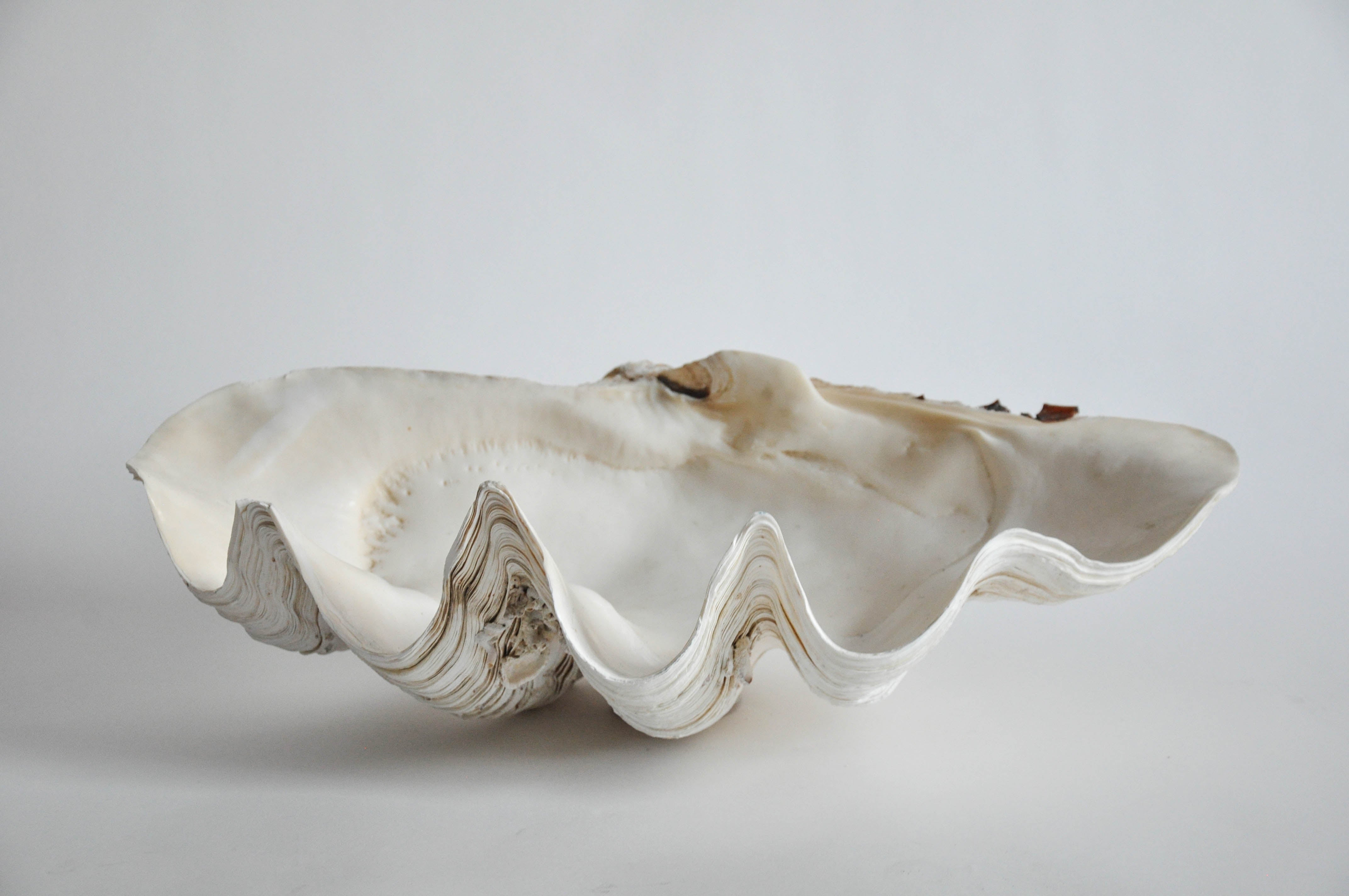 Large Natural Clam Shell For Sale at 1stDibs