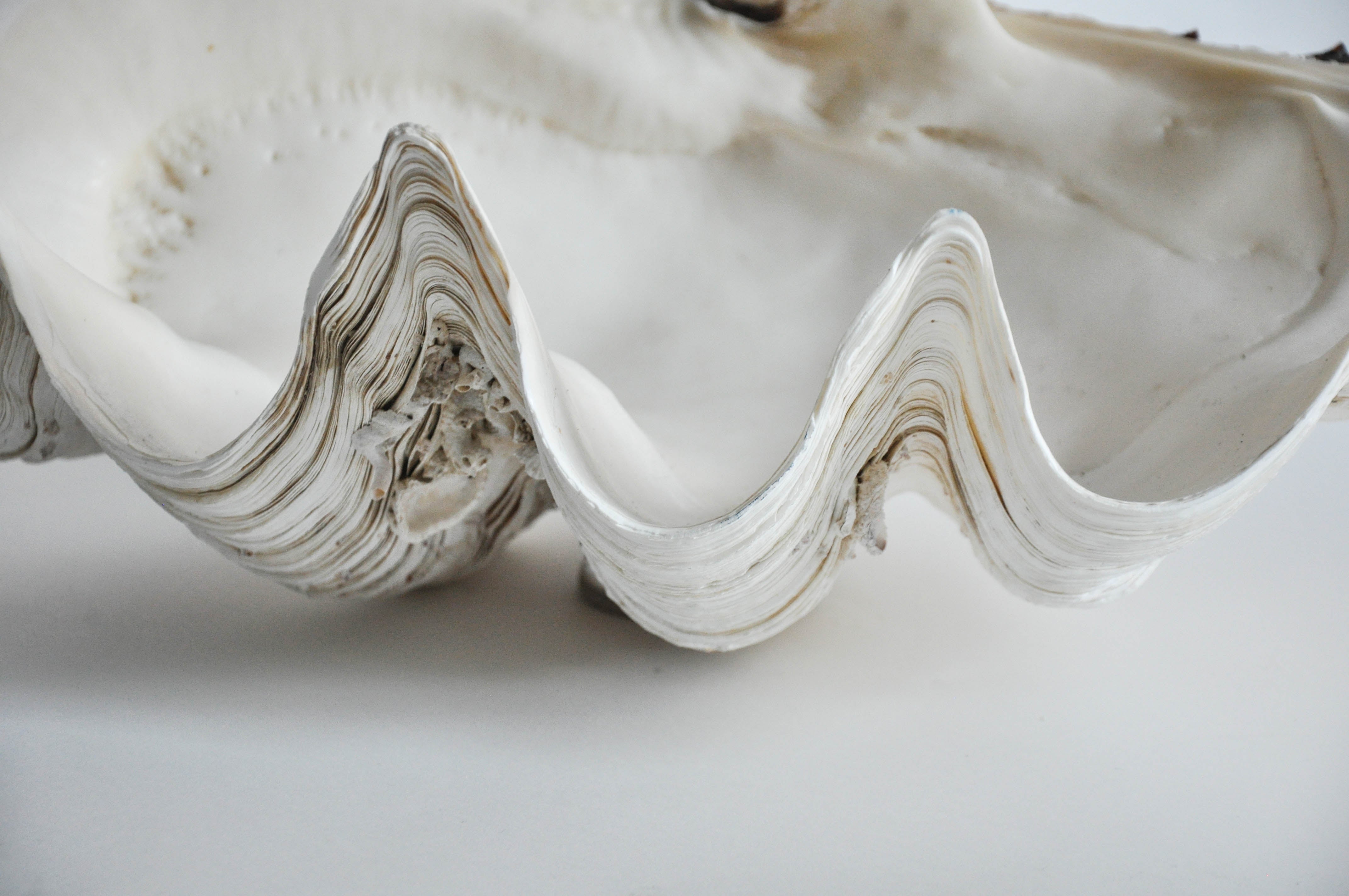 Large Natural Clam Shell For Sale at 1stDibs