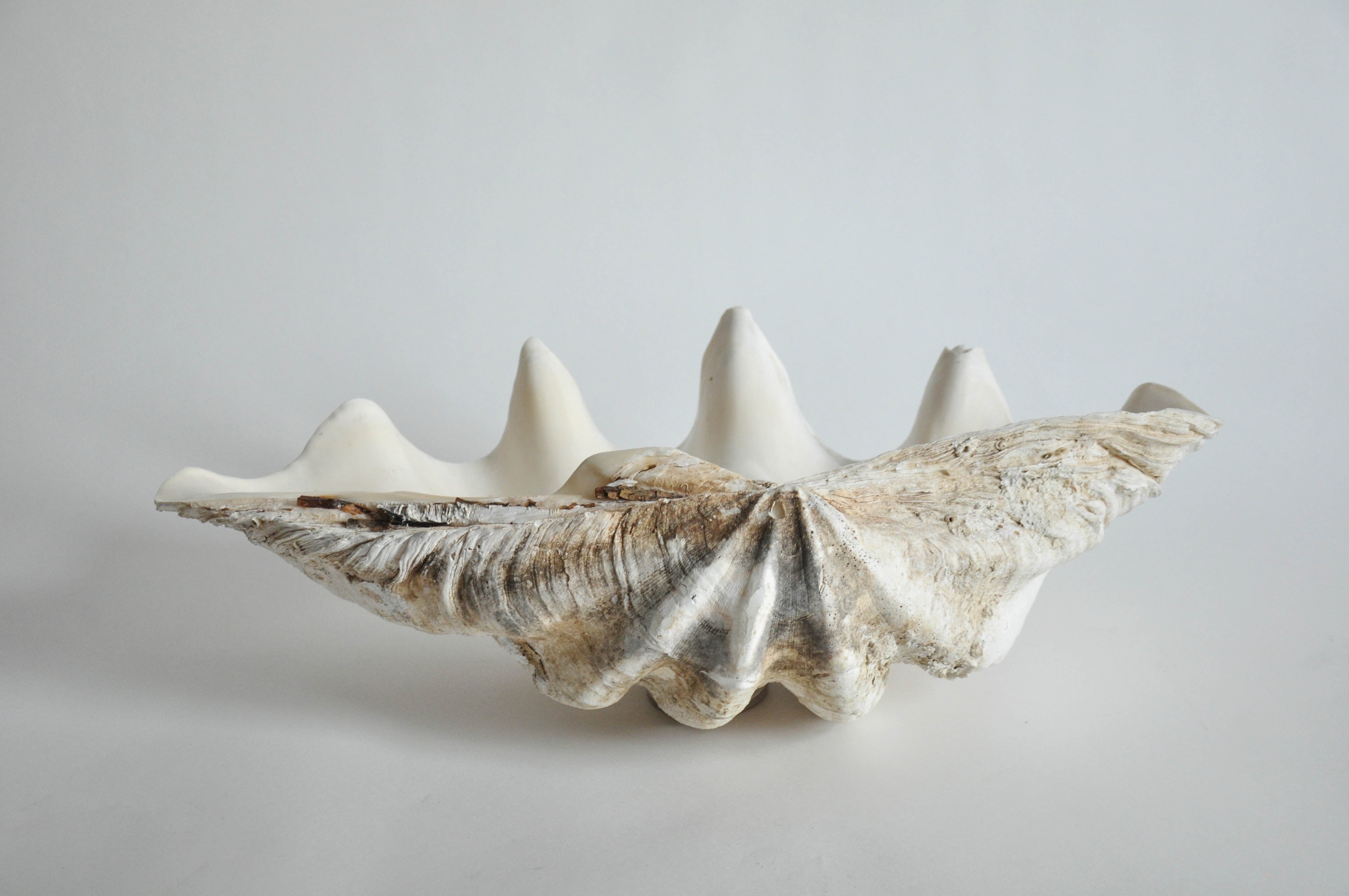 Large Natural Clam Shell For Sale at 1stDibs