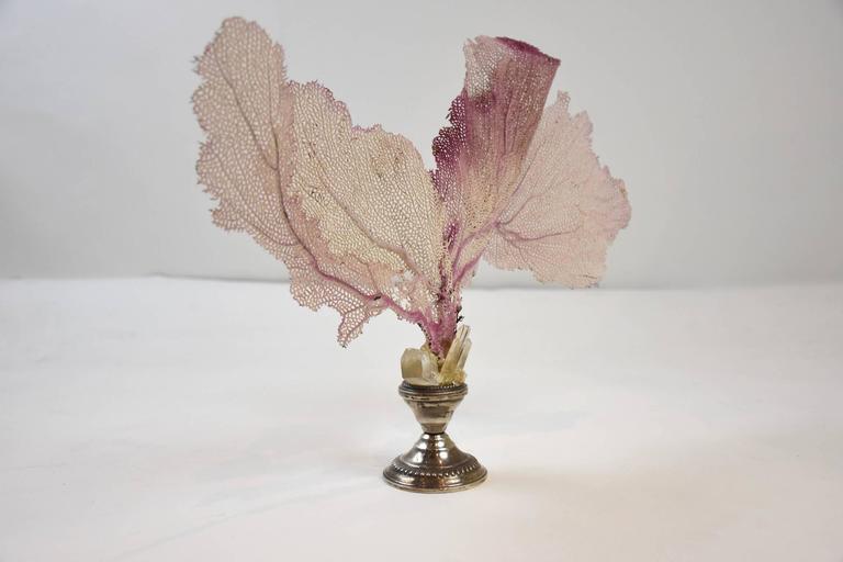 Pink Sea Fan on Sterling Base Fragment at 1stDibs