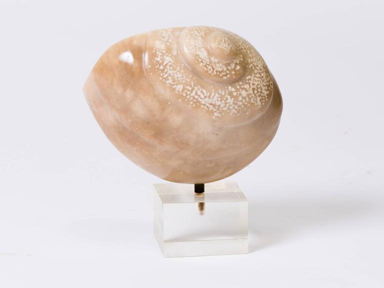 Carved Marble Shell on Lucite Base at 1stDibs