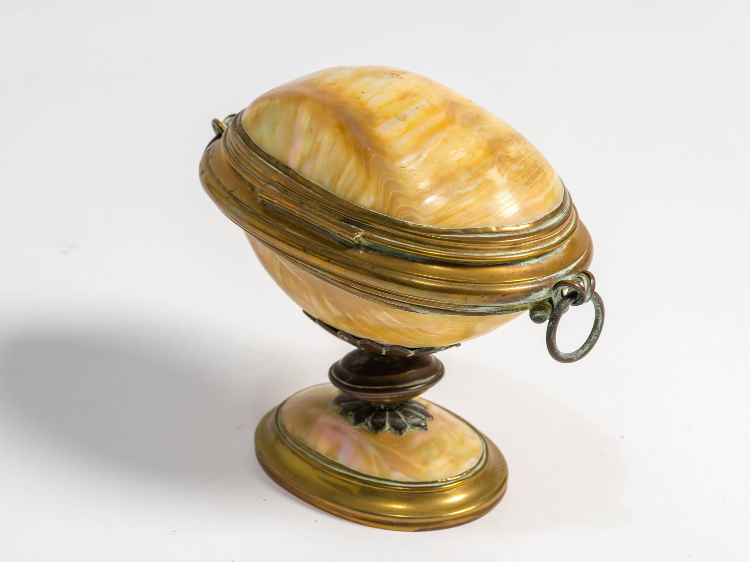 19th Century English Shell Box at 1stDibs