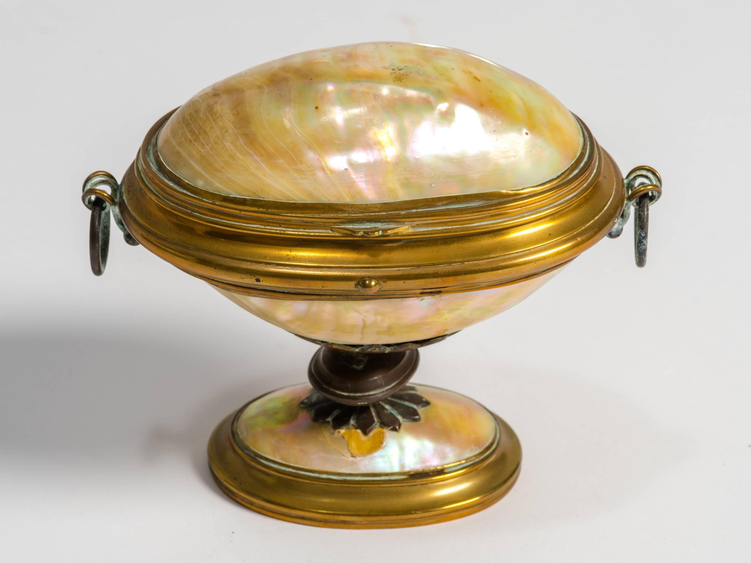 19th Century English Shell Box at 1stDibs