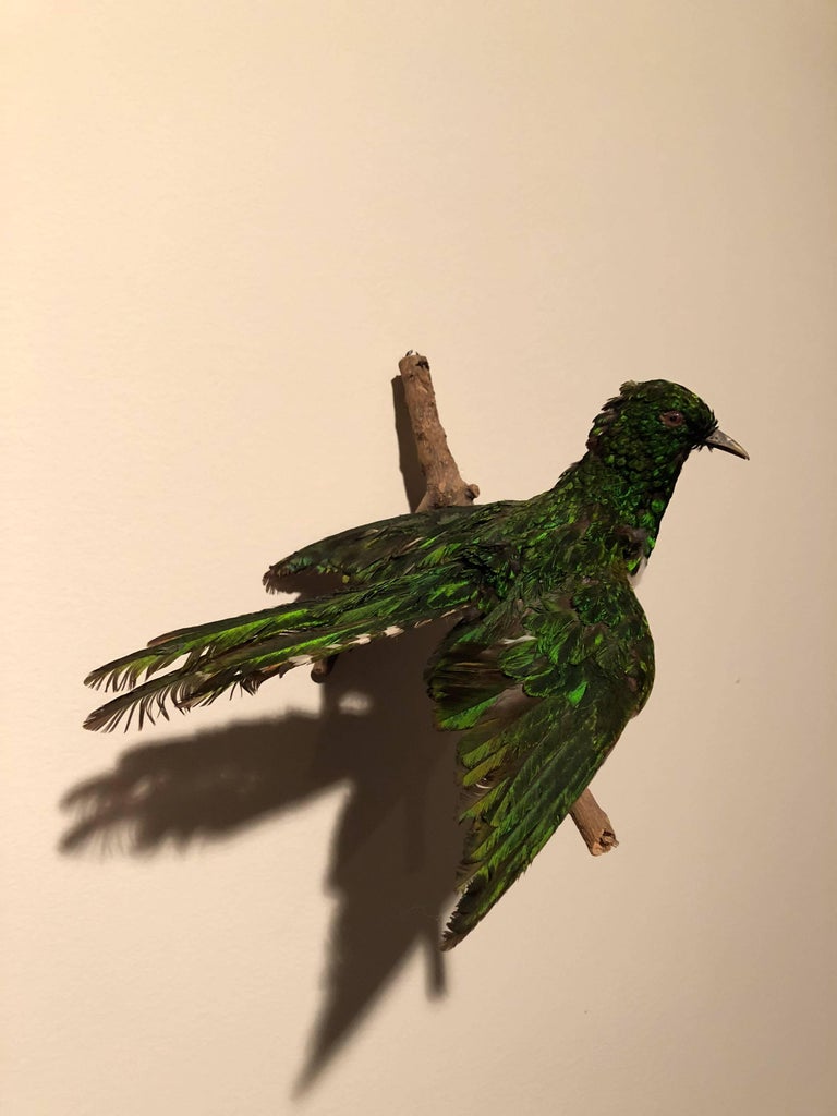 Exotic Bird Wall Mount Taxidermy For Sale at 1stDibs | exotic bird ...