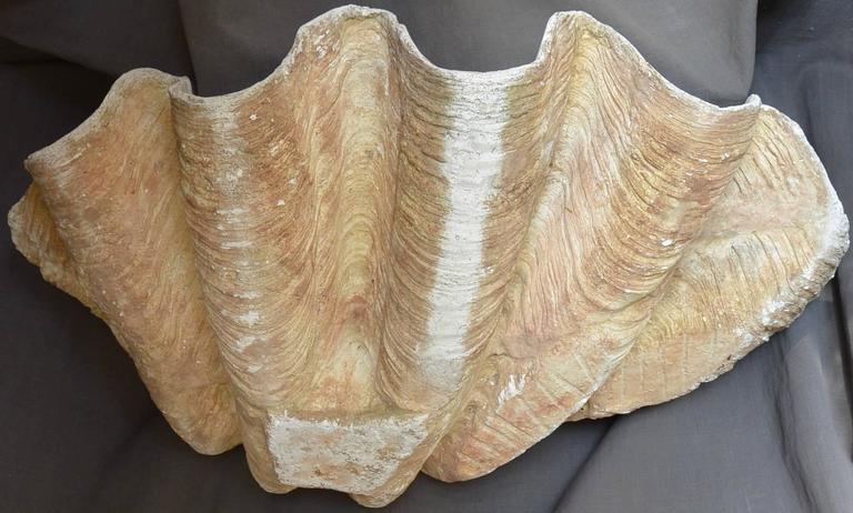 Large Italian Scagliola Shell For Sale at 1stDibs