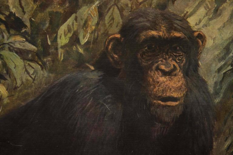 Antique German School, Teaching Chart, Poster "Chimp" For Sale at 1stDibs