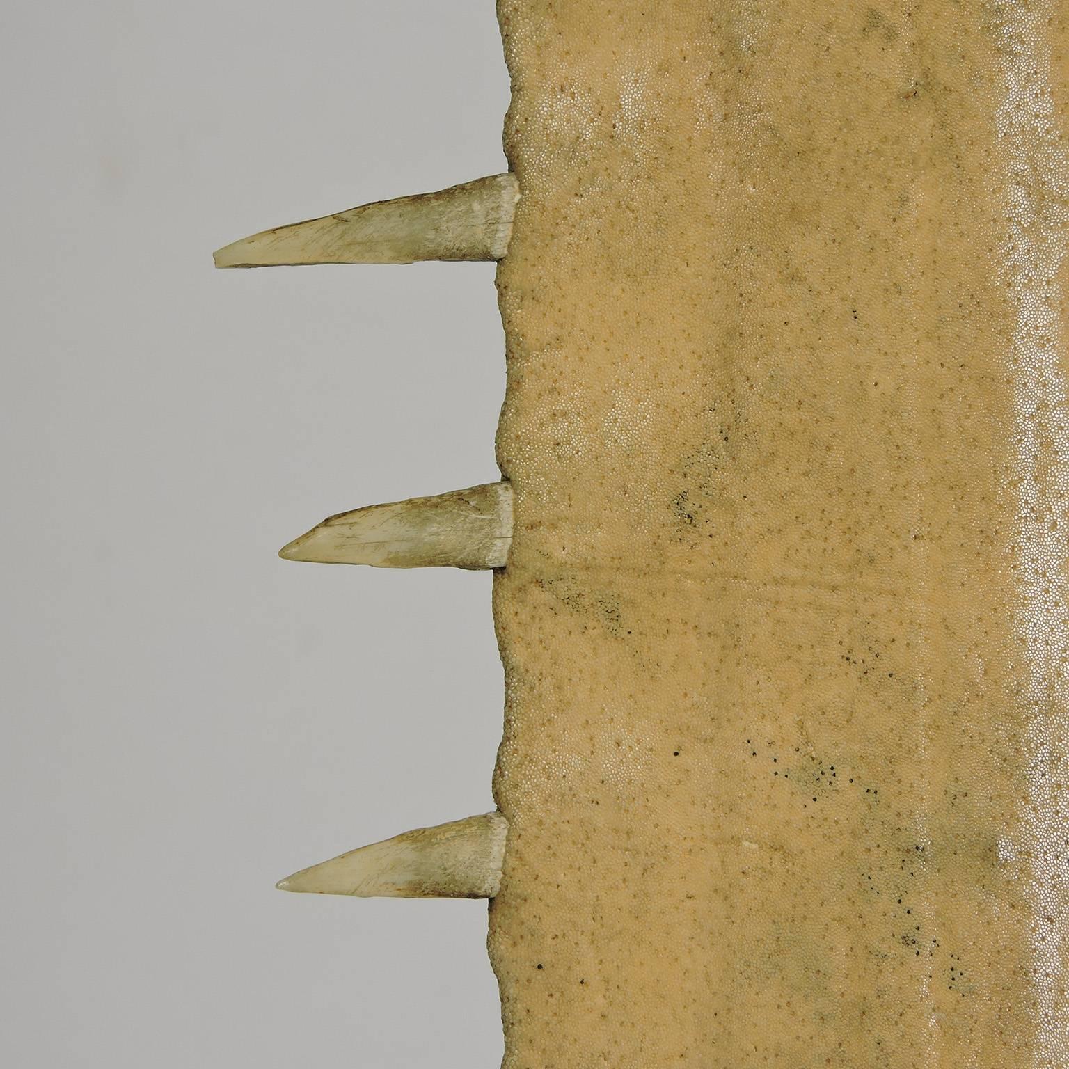 Antique Mounted Sawfish Rostrum at 1stDibs