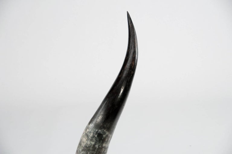 Large Decorative Pair of Antique Marble Mounted Longhorn Steer Horns at ...