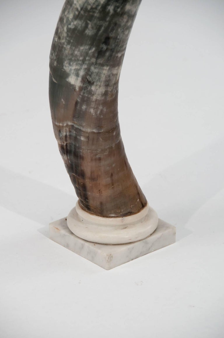 Large Decorative Pair of Antique Marble Mounted Longhorn Steer Horns at ...