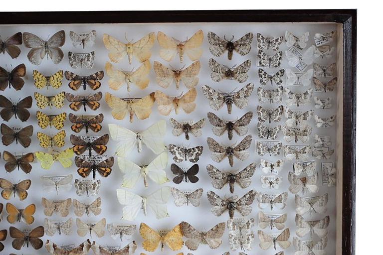 Pair of Vintage Belgian Museum Butterfly Collection For Sale at 1stDibs ...