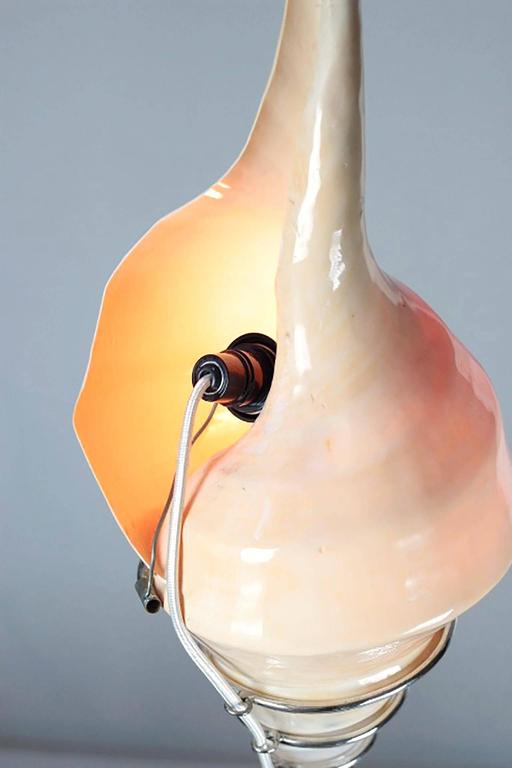 Turbo Shell Lamp on Custom Base For Sale at 1stDibs